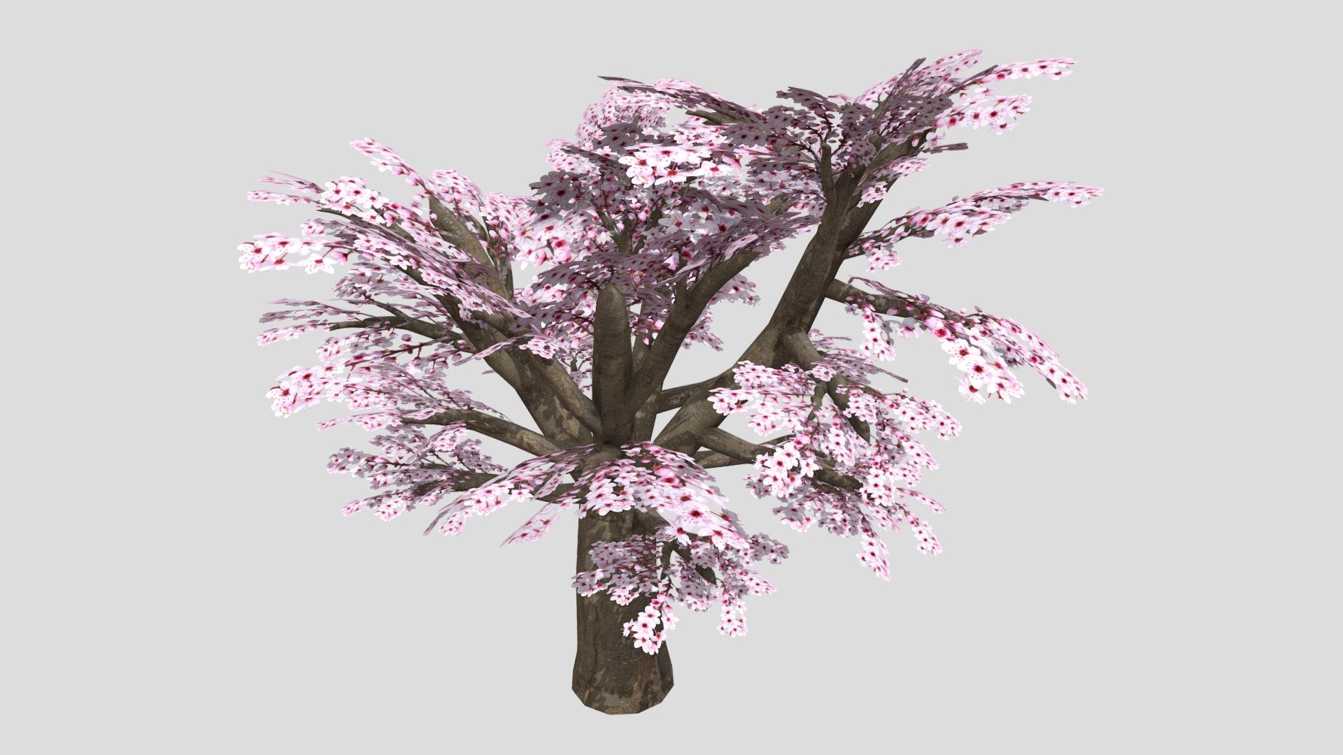 Sakura Tree - 3D model by Thomas Verbocht (@thomasver) [36ce3d1 ...