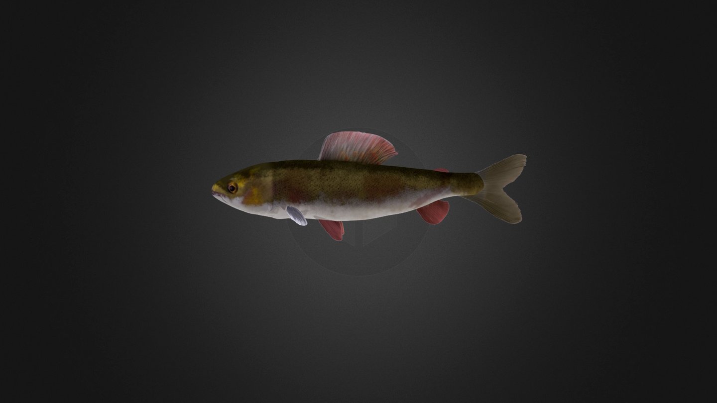 Thymallus Articus Baicalensis - 3D model by iTechnol [36d0c2d] - Sketchfab