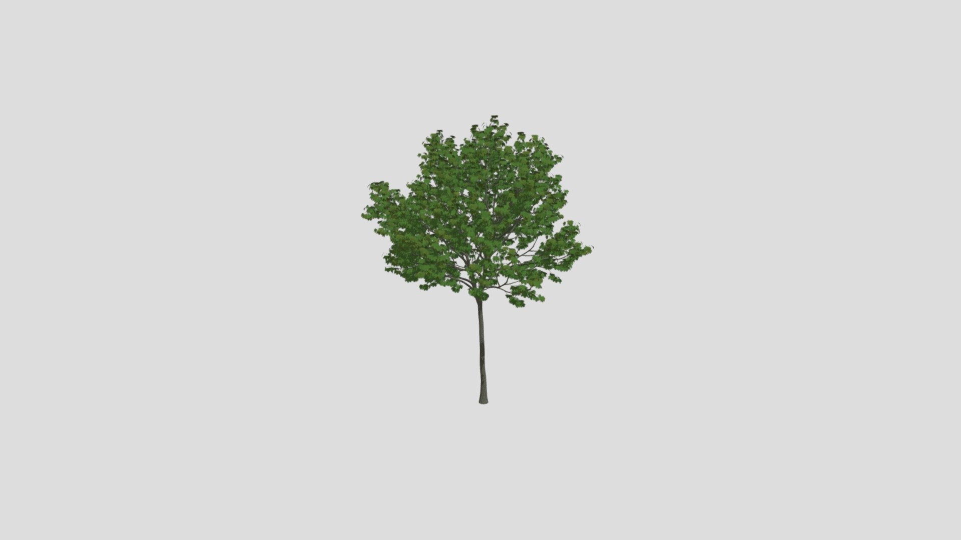 tree 39 AM207 Archmodel - Buy Royalty Free 3D model by Evermotion ...
