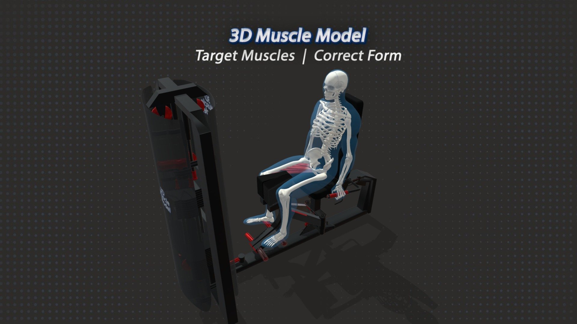 86. Cable Loaded Adductors - 3D model by Mike - 3D Muscle Model (@mikeshortall1991) [36d8bb3 ...
