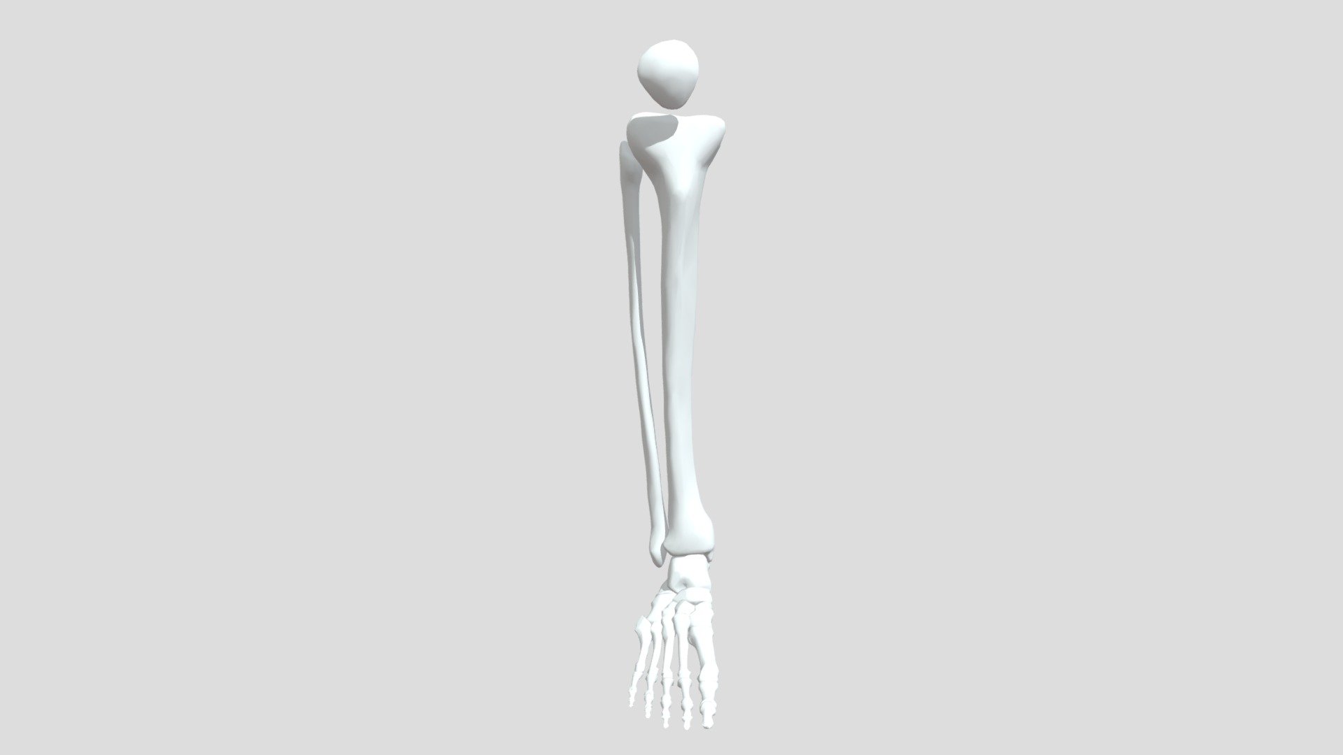 Lower Leg R 10393 Download Free 3d Model By Saravananm4594 [36d8e9d