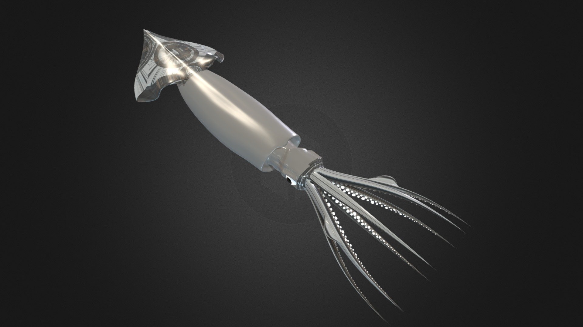 Squid - Download Free 3D model by Chenchanchong [36dabfe] - Sketchfab