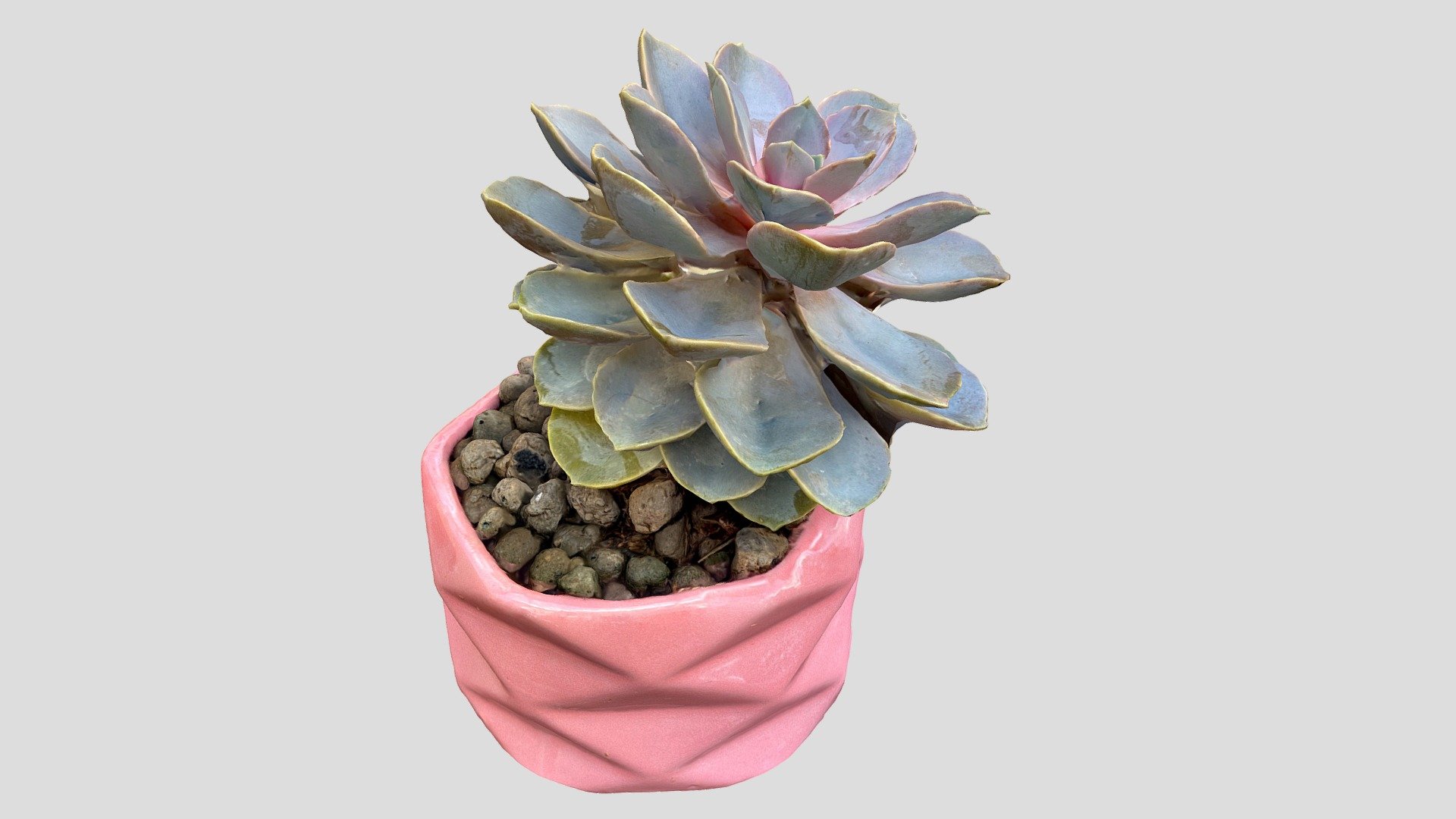 Succulent Plant in Pink Ceramic Pot - Buy Royalty Free 3D model by ...