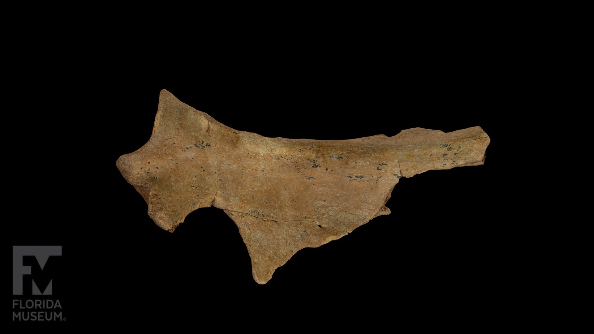 Fossil Tapir Scapula (UF UF 224679) - 3D model by FloridaMuseum ...