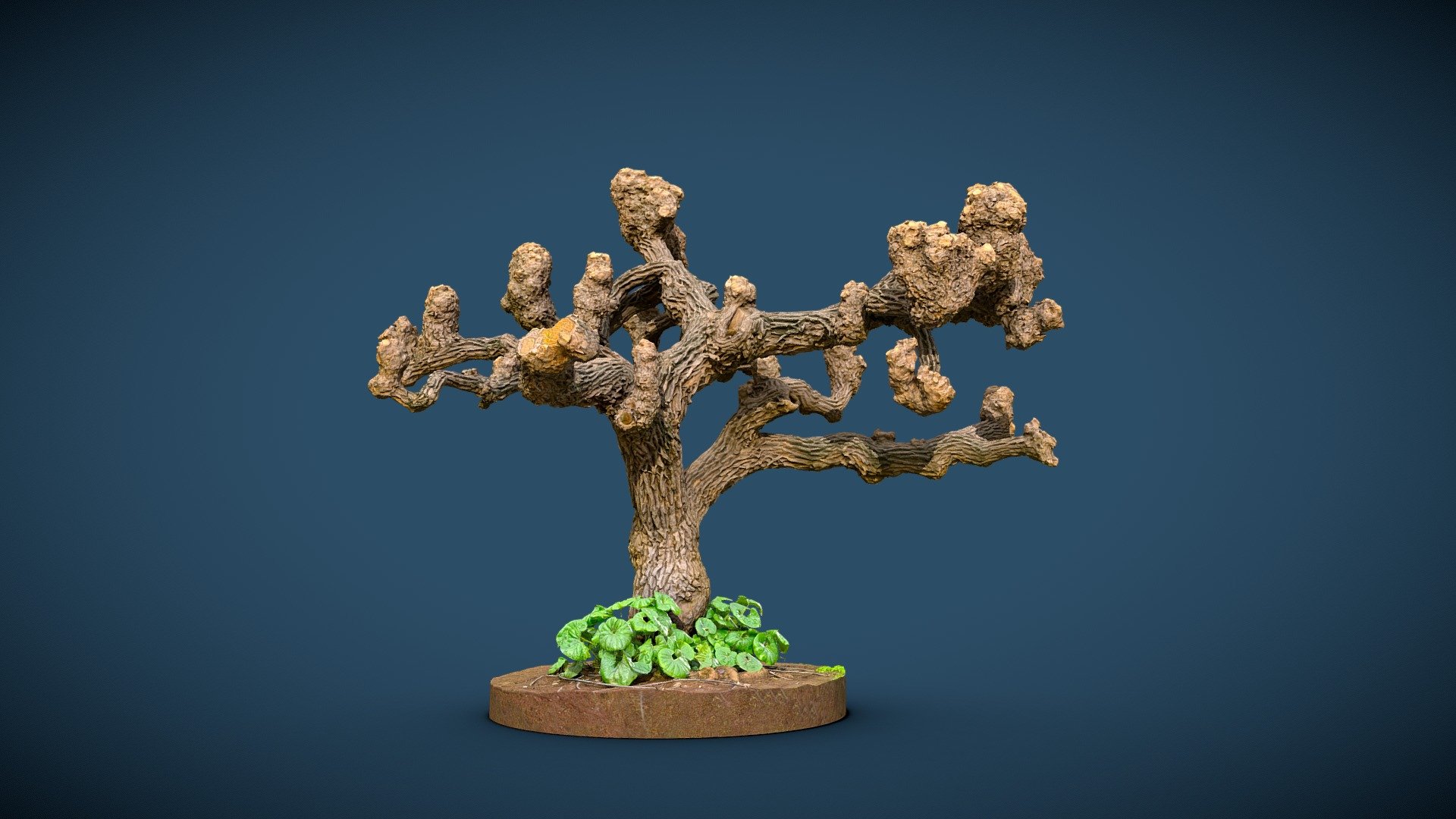 Old tree in Puerto - 3D model by svnfbgr [36dc944] - Sketchfab