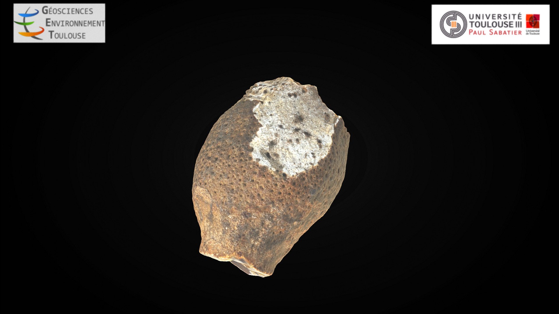 Siphonia - Download Free 3D model by Marc de RAFELIS (@derafelis ...