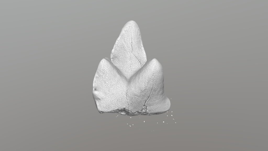 Viv Tooth - Download Free 3D model by likeonions [36e3625] - Sketchfab