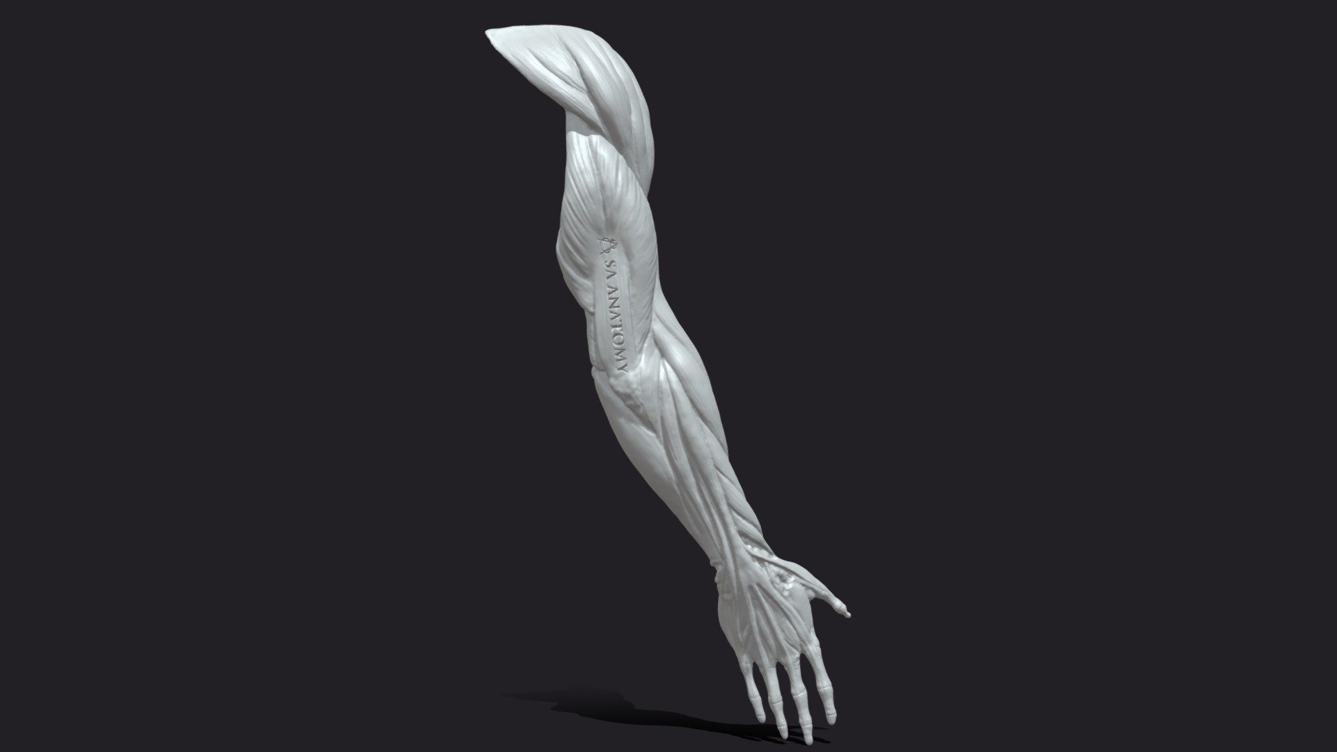Male Anatomy Arm_Decimated - Download Free 3D model by SA Anatomy ...