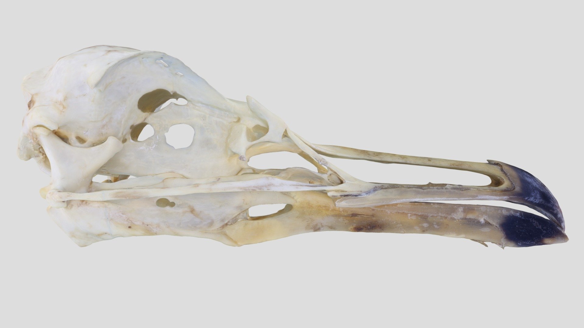 UWYMV:Bird:1206, Larus californicus, Skull - Download Free 3D model by ...