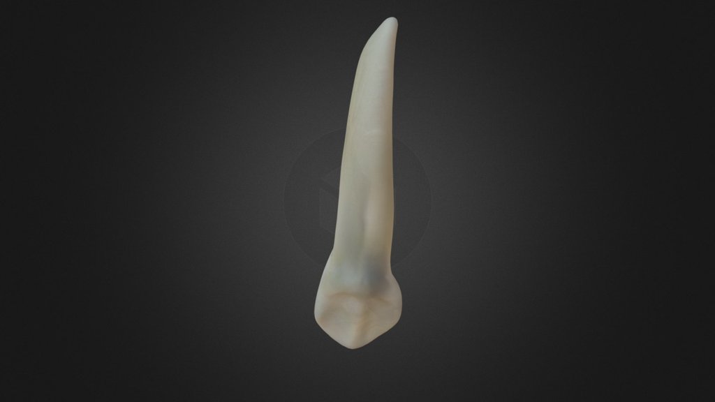 Upper Canine - 3D model by SDEO [36f0d76] - Sketchfab