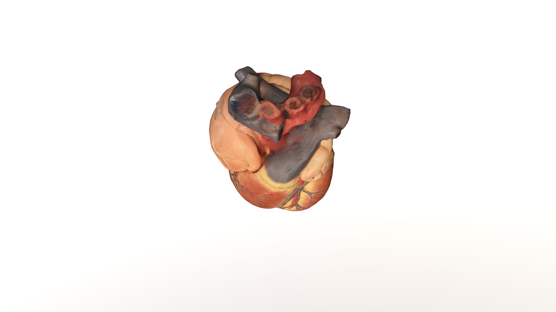Pre- Dissection Heart - 3D model by sryanndegwa [36fabb2] - Sketchfab