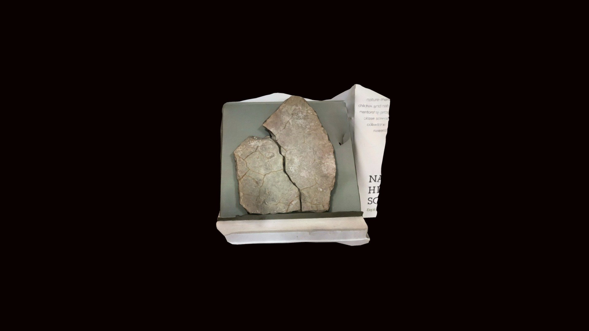 Dinosaur tracks (VCU_3D_8304) - 3D model by Virtual Curation Lab ...