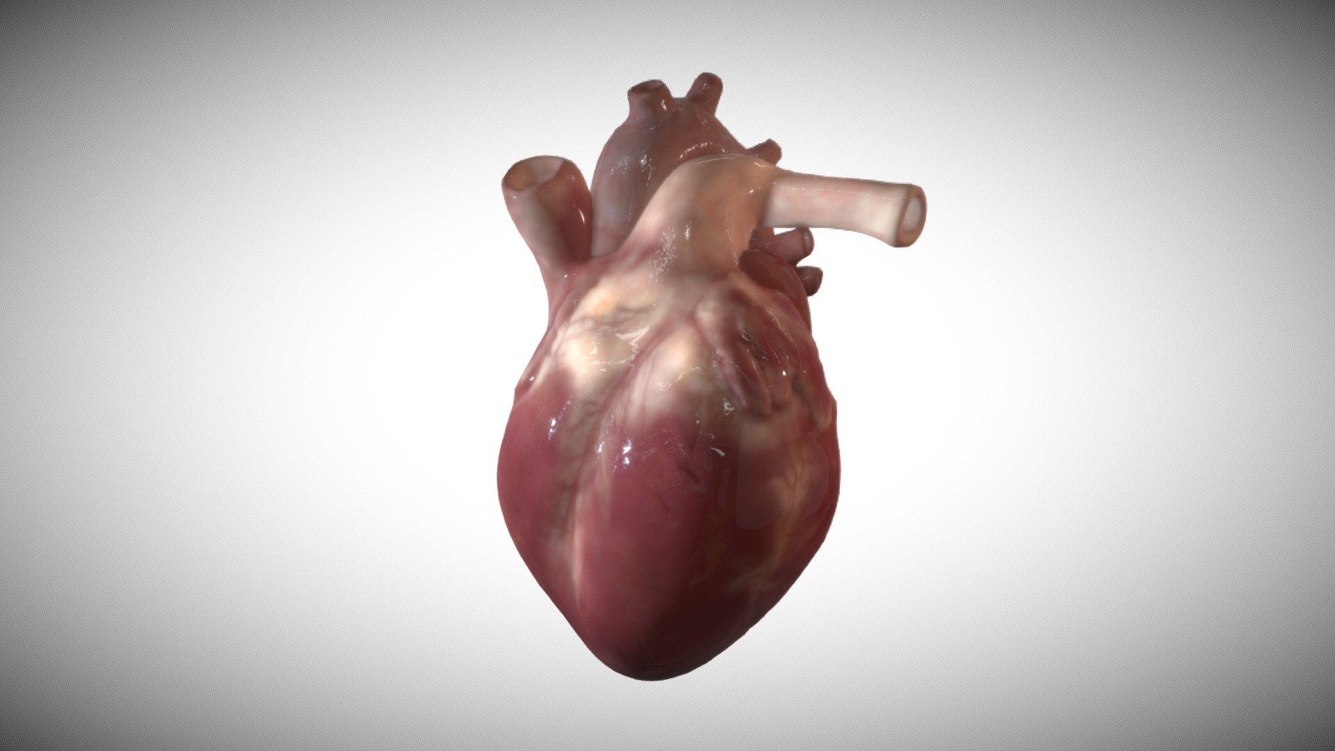 Animated fetus heart week sixteen - Buy Royalty Free 3D model by Ebers ...