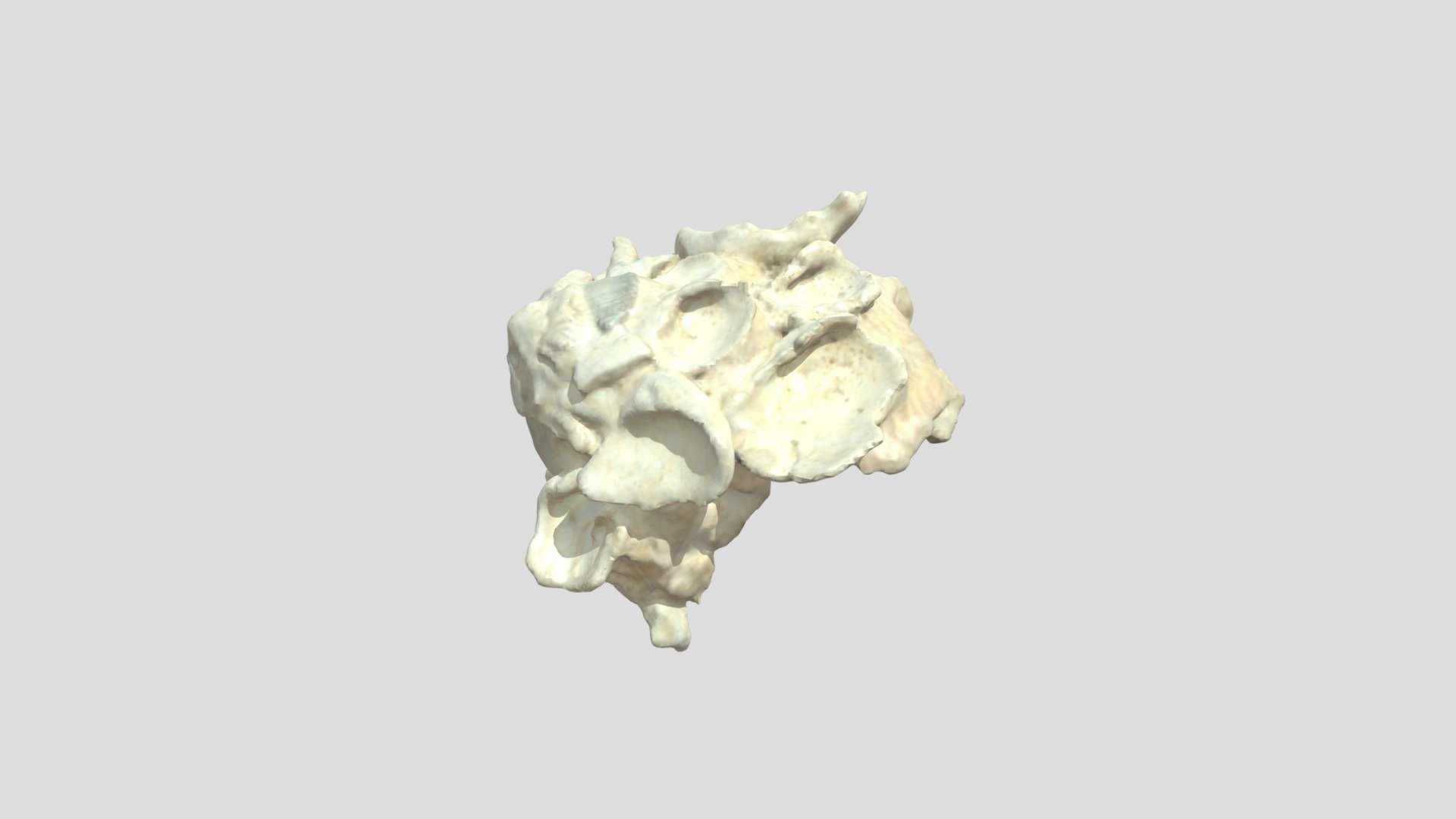 JWP Xenophora conchylophora Sarasota - Download Free 3D model by ...