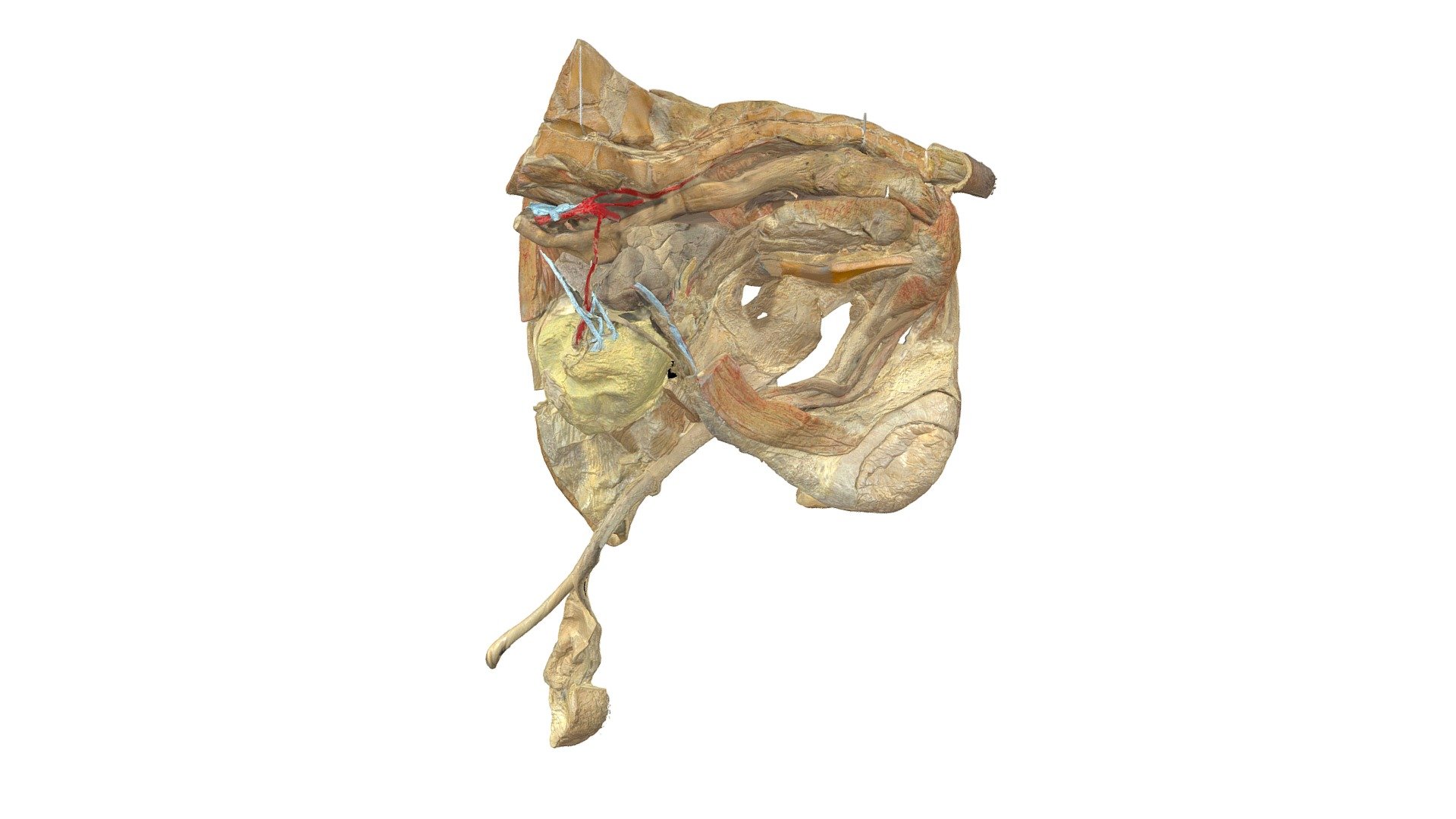 Boar, Reproductive organs in situ (plastinate) - 3D model by Vetanat ...