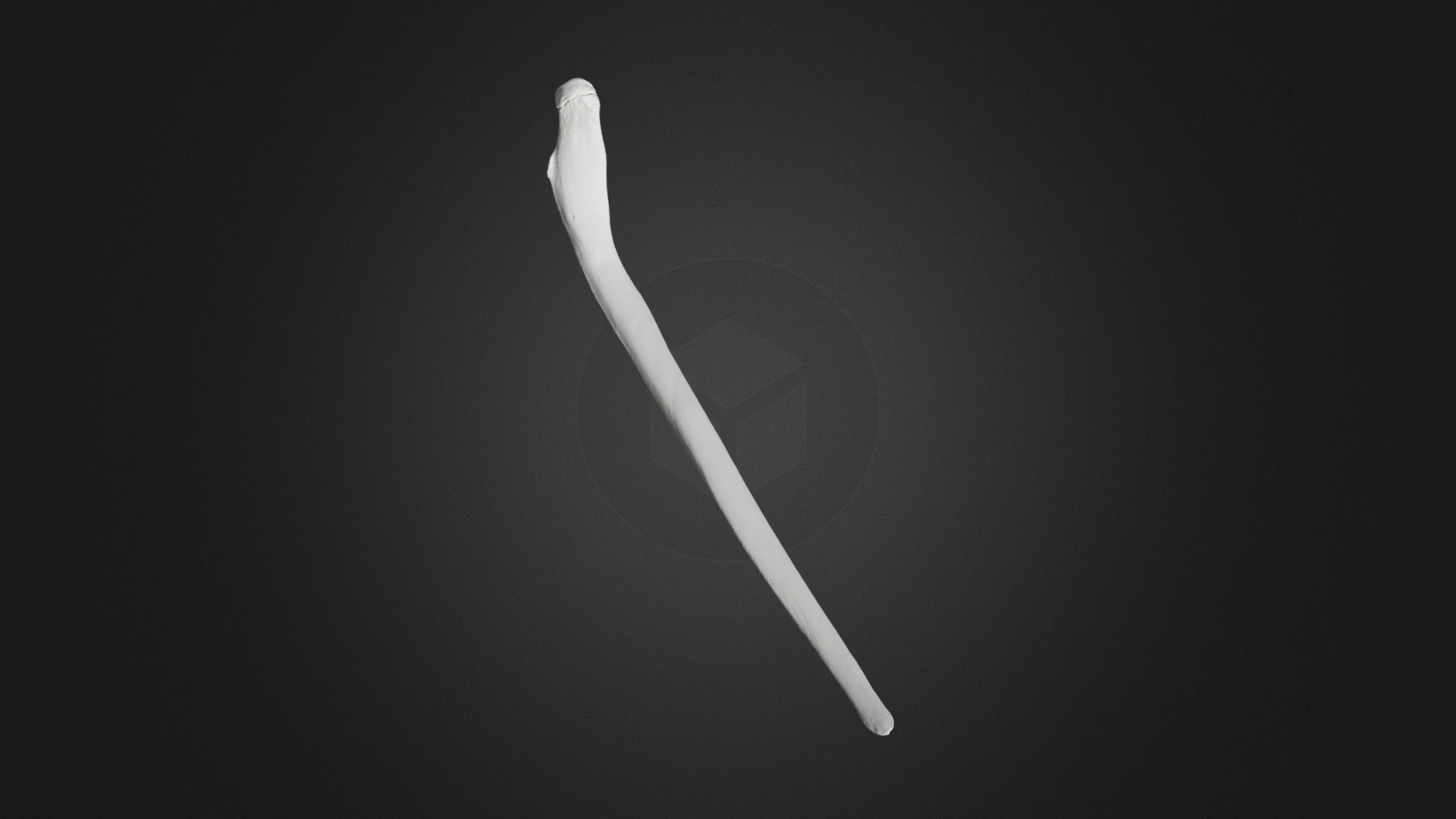 Loxodonta africana (elephant) right Rib 20 (dex) - Download Free 3D ...