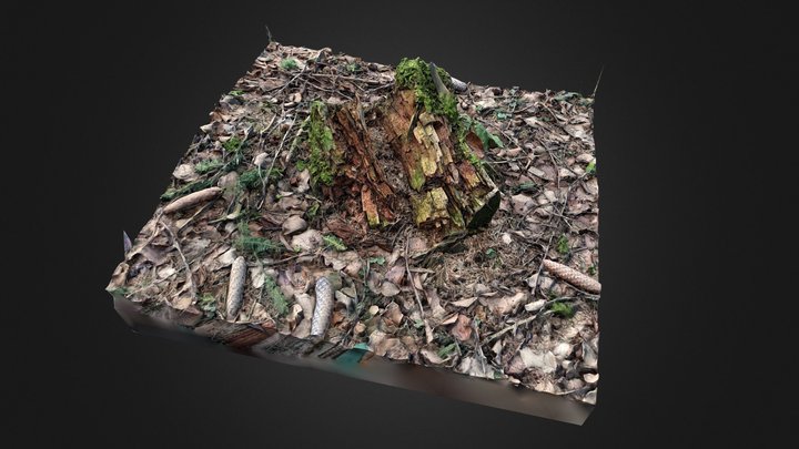 Moos 3D models - Sketchfab