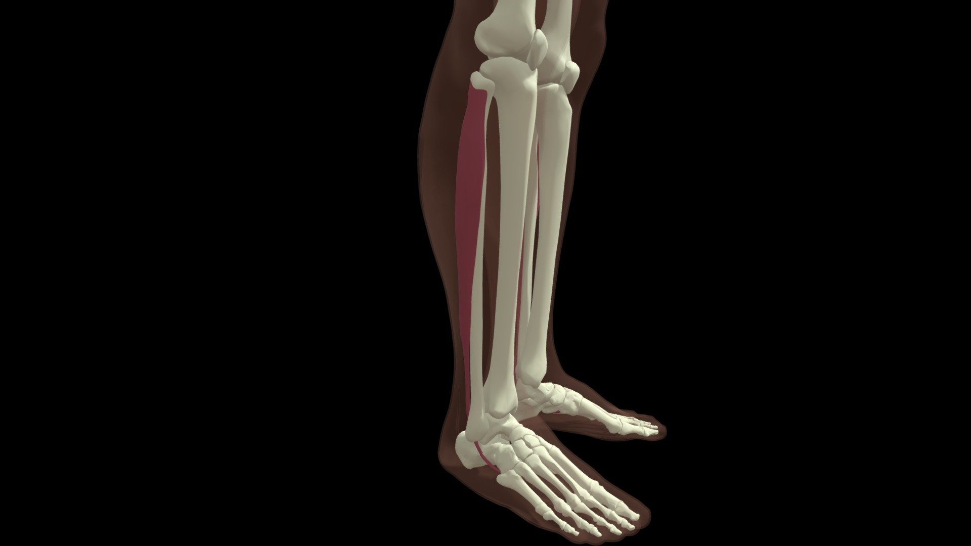 Fibularis Longus - Download Free 3D model by UMich Anatomy (@anatomary ...