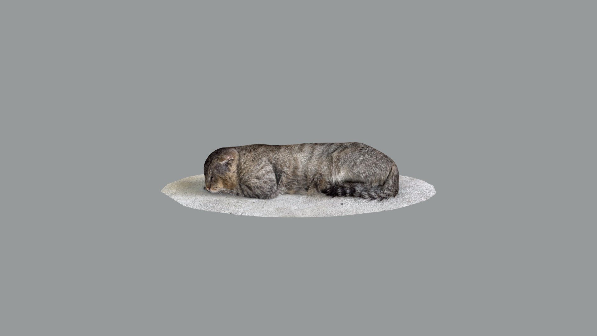 bigboi stray cat summer nap - Download Free 3D model by RYOkEkEN ...