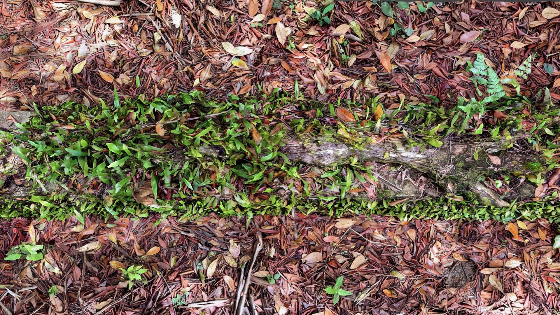Dragon Scale Fern (Scaniverse LIDAR) - Download Free 3D model by JFN ...
