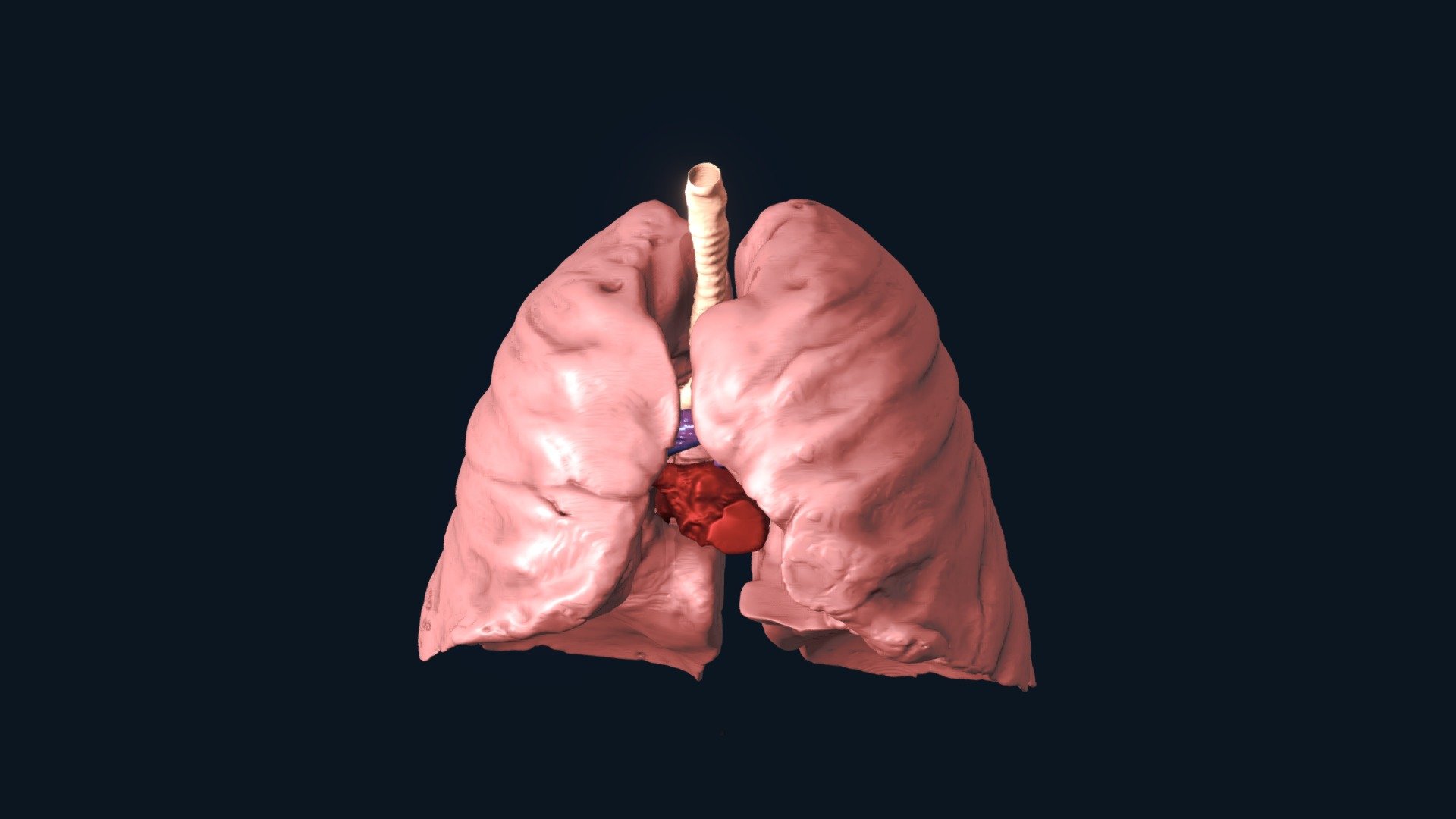 Lungs: lobes, trachea, PA, PV - copy - 3D model by APIL (@apil_tgh ...