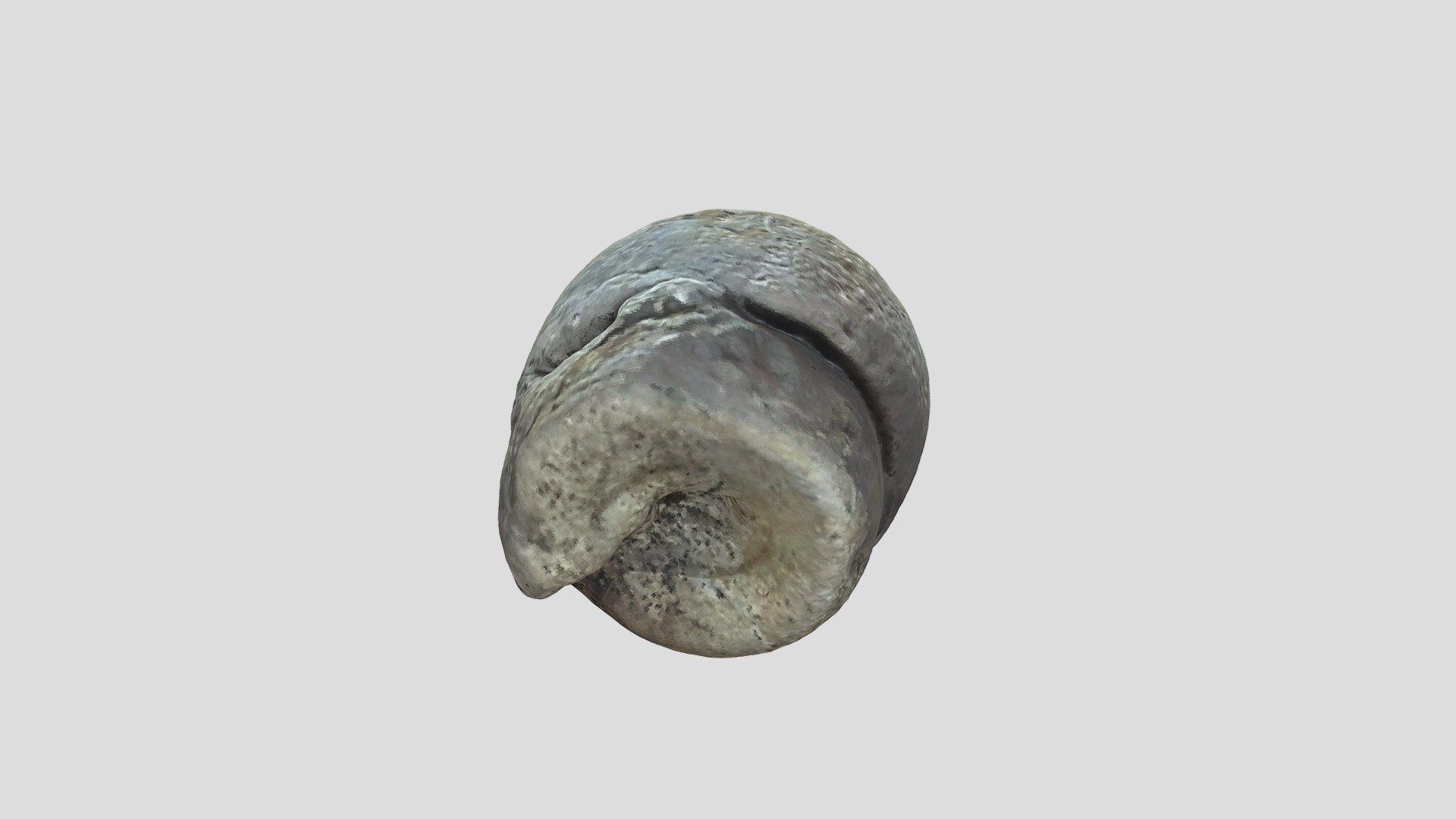 3D model of a fossil sample - 3D model by Arkeolab Consulting ...