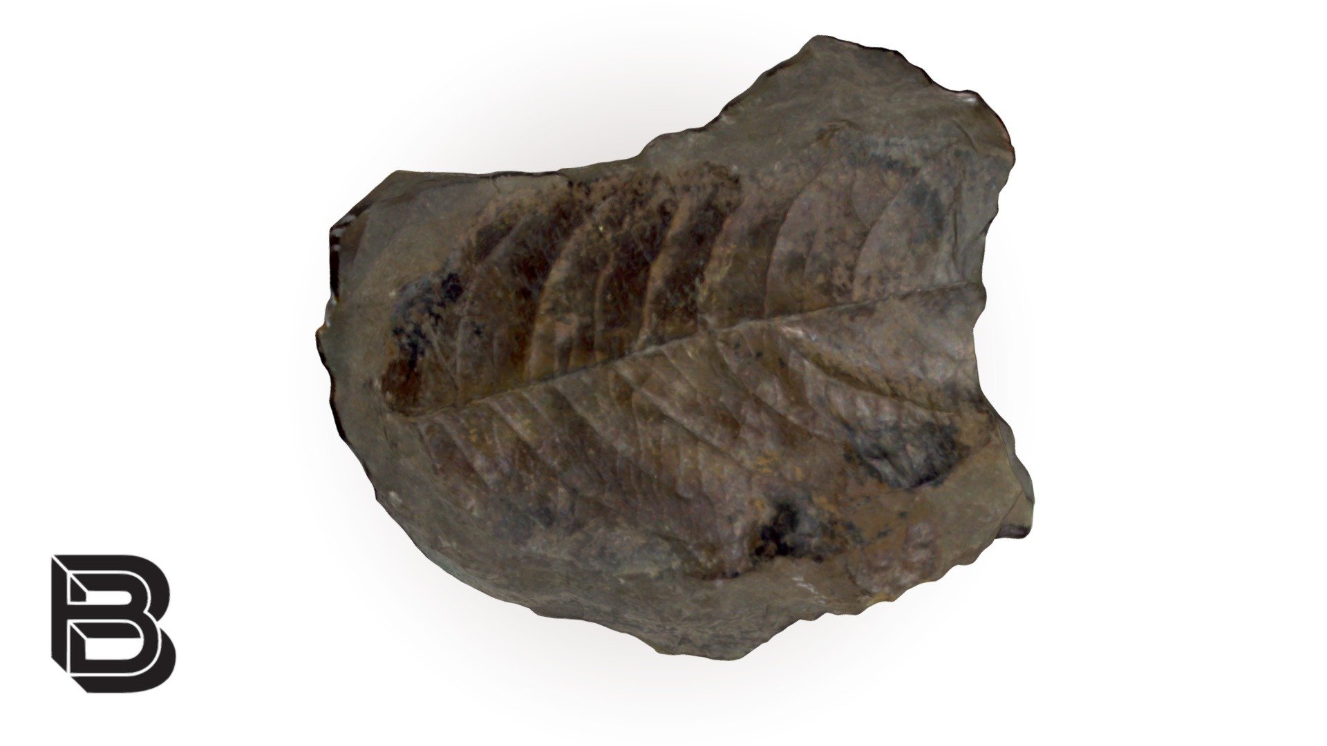 Leaf fossils - 3D model by The Bishop Museum of Science and Nature ...
