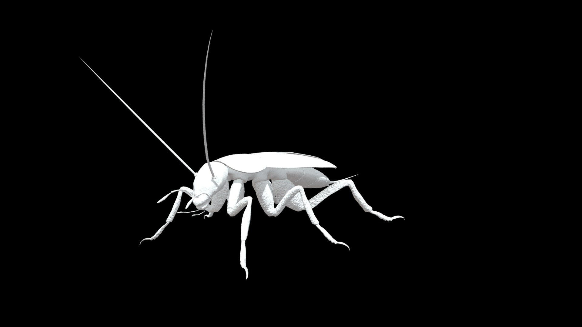 Cuban cockroach mesh - Download Free 3D model by butterflybliss ...