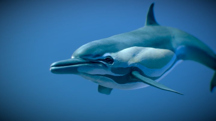 Dolphin 3D models - Sketchfab
