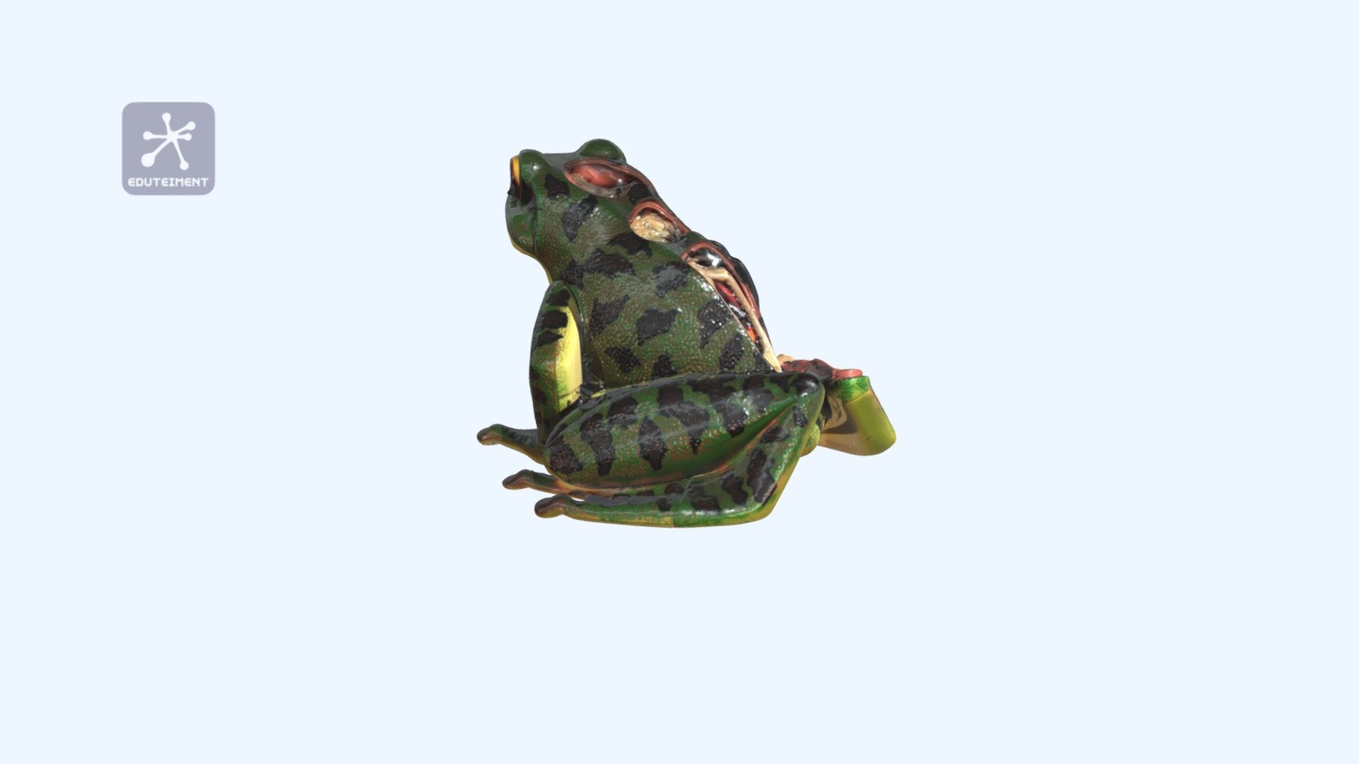 Anatomía de la rana - 3D model by Eduteiment (@camiloislas) [3739882 ...