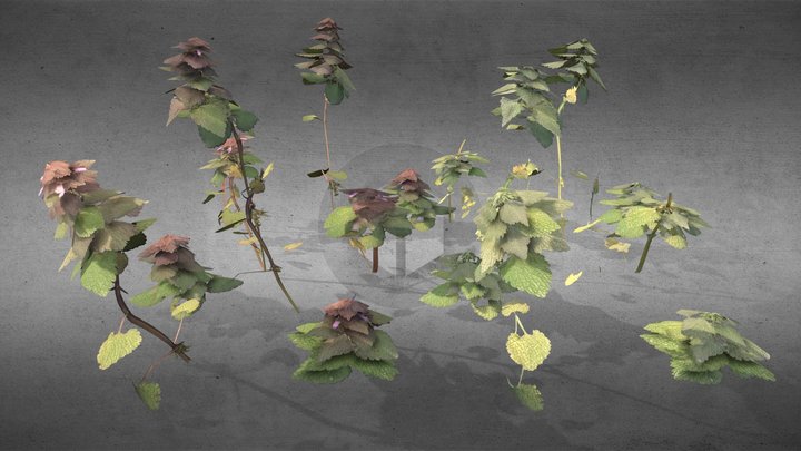 Weed 3D models - Sketchfab