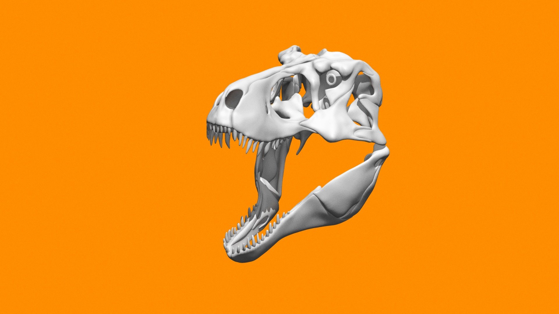 Simplified Tyrannosaurus Skull - Download Free 3D model by Hammy ...