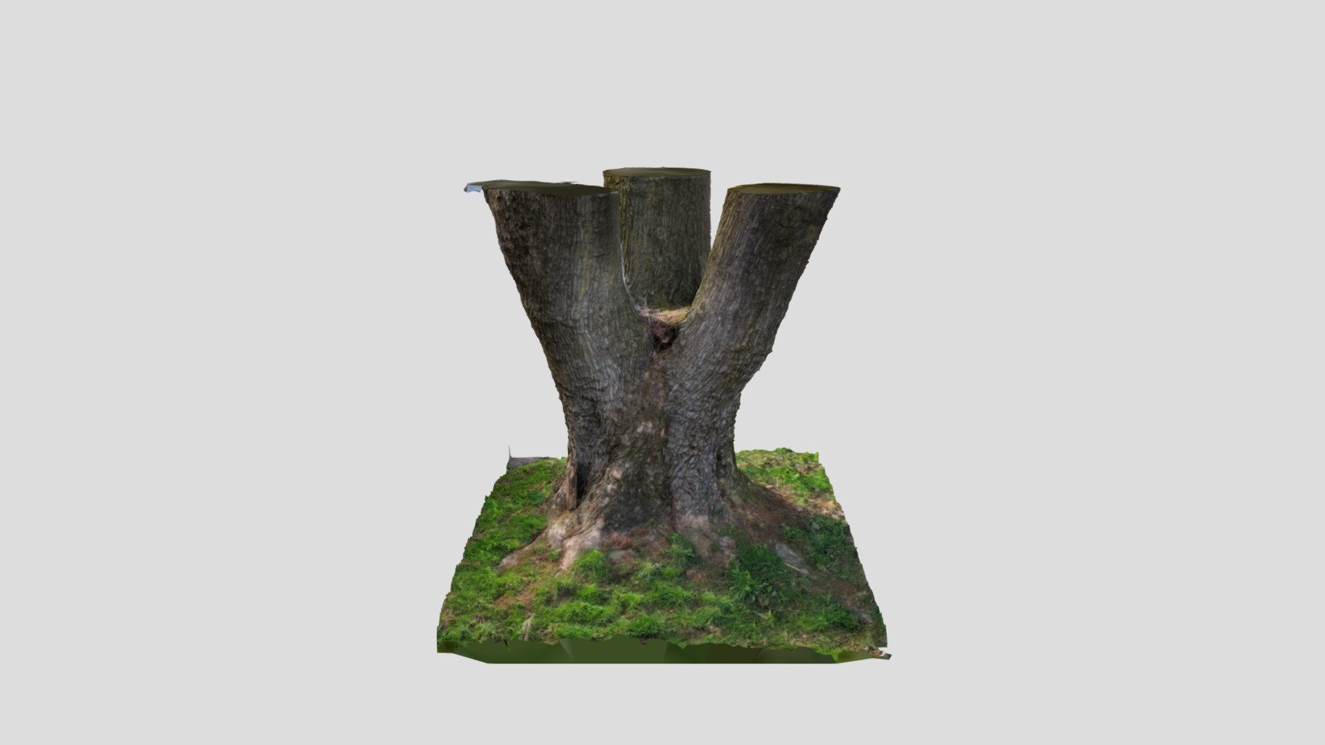 Maple tree trunk - Download Free 3D model by sam (@srs232) [374595f ...