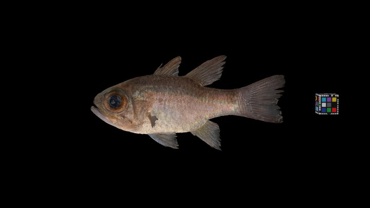 Cardinalfish 3D models - Sketchfab