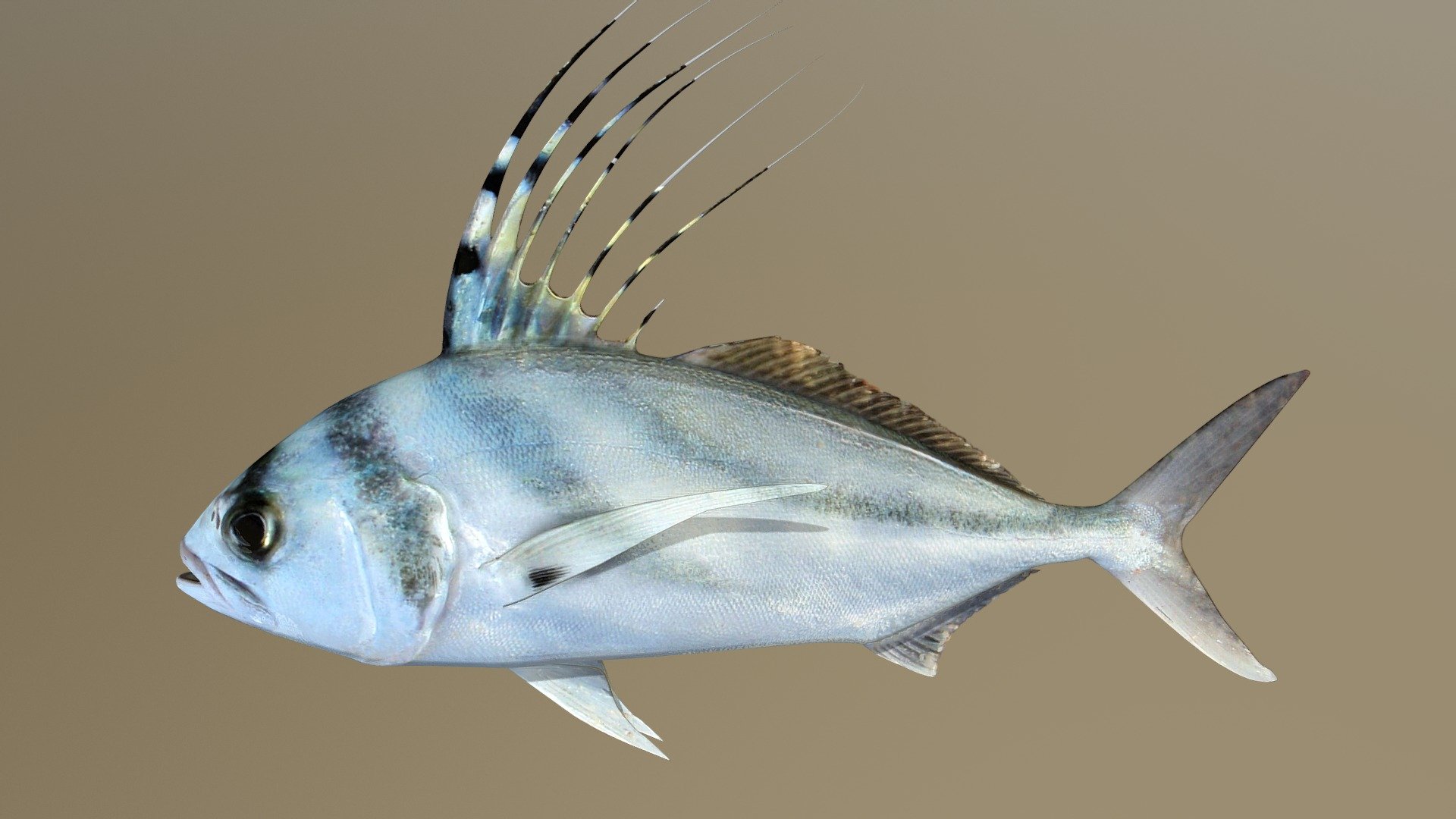 RoosterFish - 3D model by 3dsam79 [375d4b6] - Sketchfab