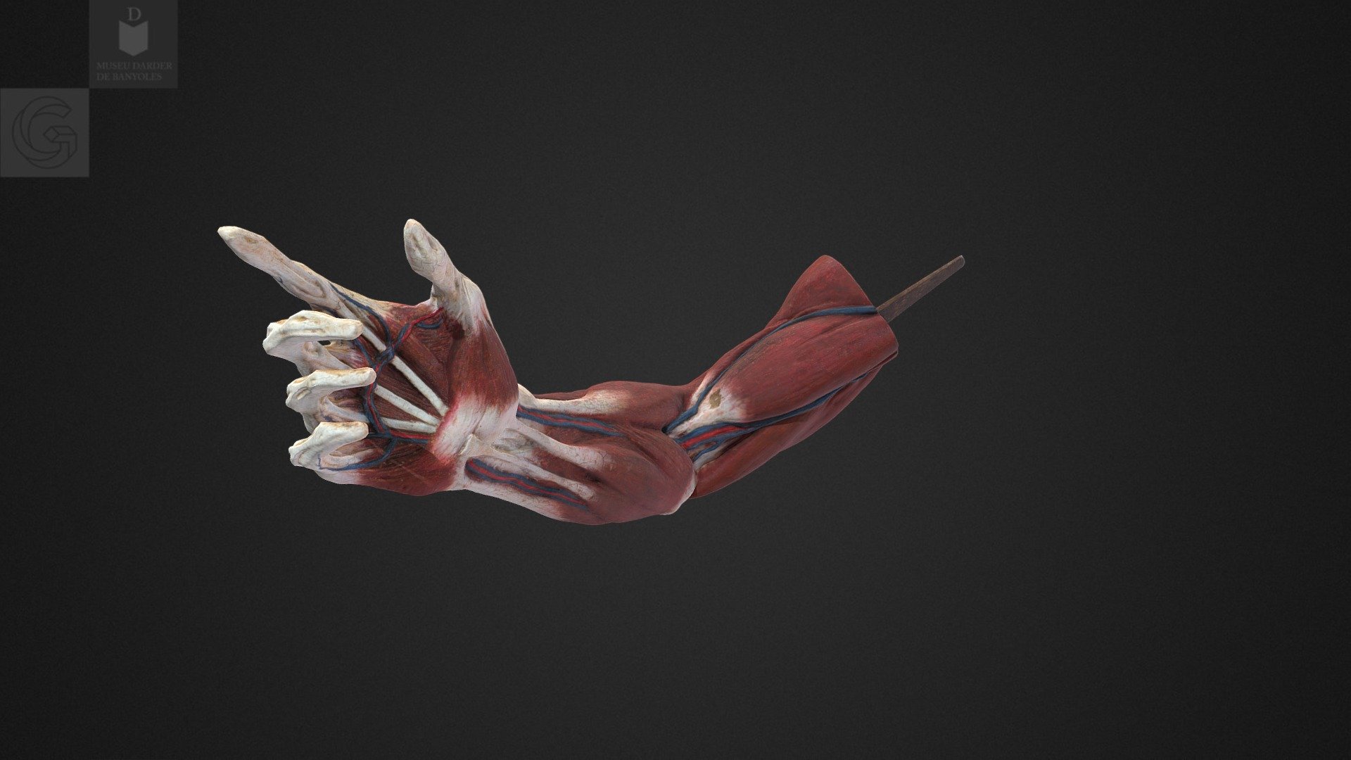 Model humà anatòmic (braç dret), MDEIE - Download Free 3D model by ...