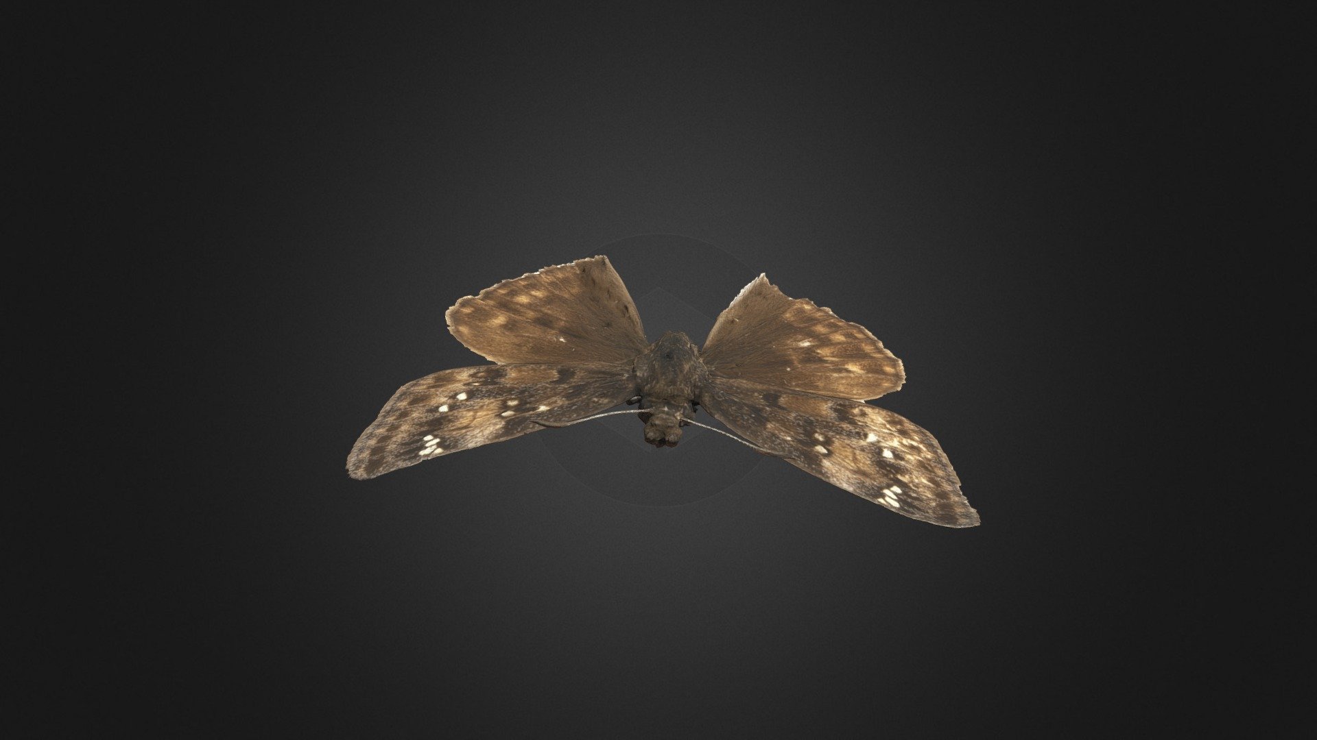 Juvenal's Duskywing Butterfly - 3D model by University Libraries at ...