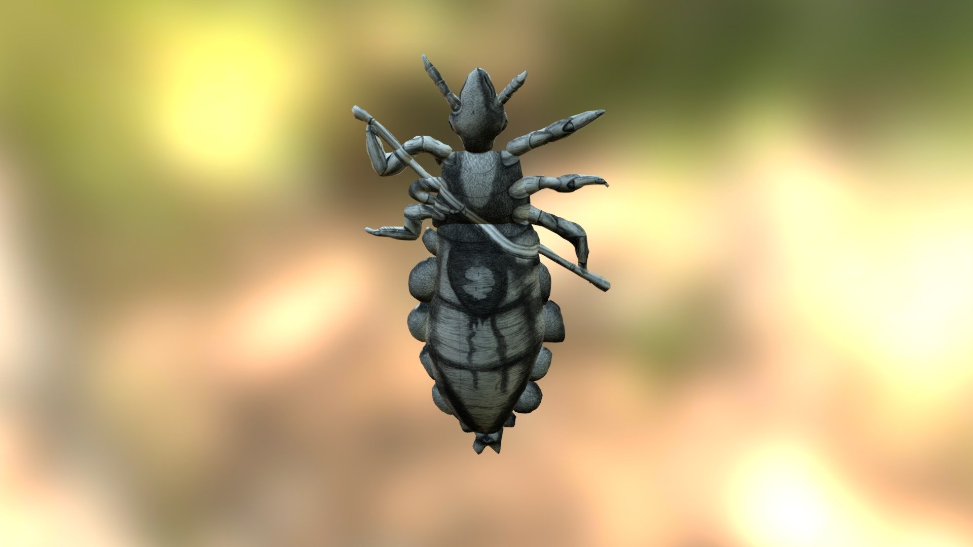 Pediculus humanus capitis (head louse) - 3D model by graymills [376a983 ...