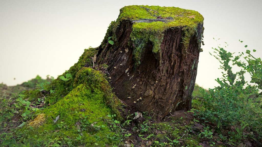 Tree Stump - Nagano, Japan - 3D model by Z-Up Research (@zupresearch ...