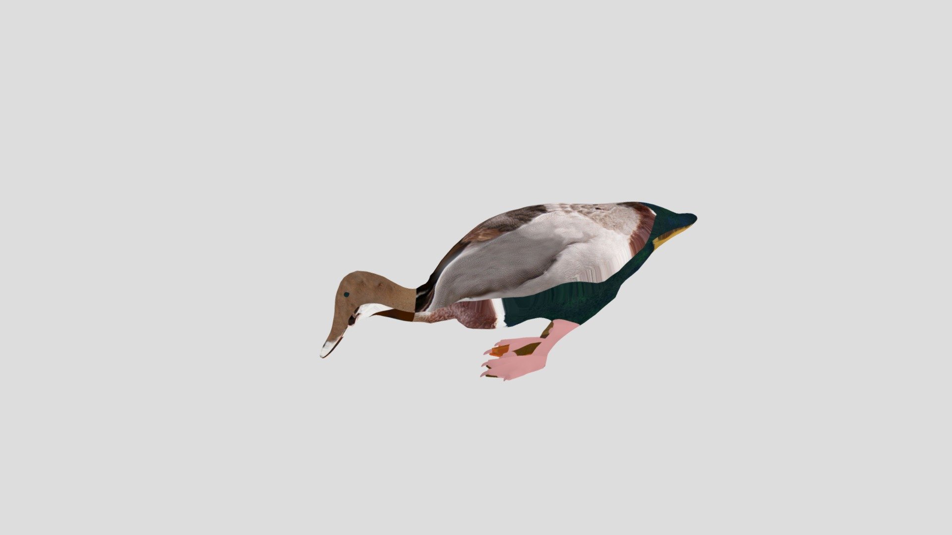 duck-animation - 3D model by Kiwilover2000 (@Shadow_the_hedgehog2000 ...
