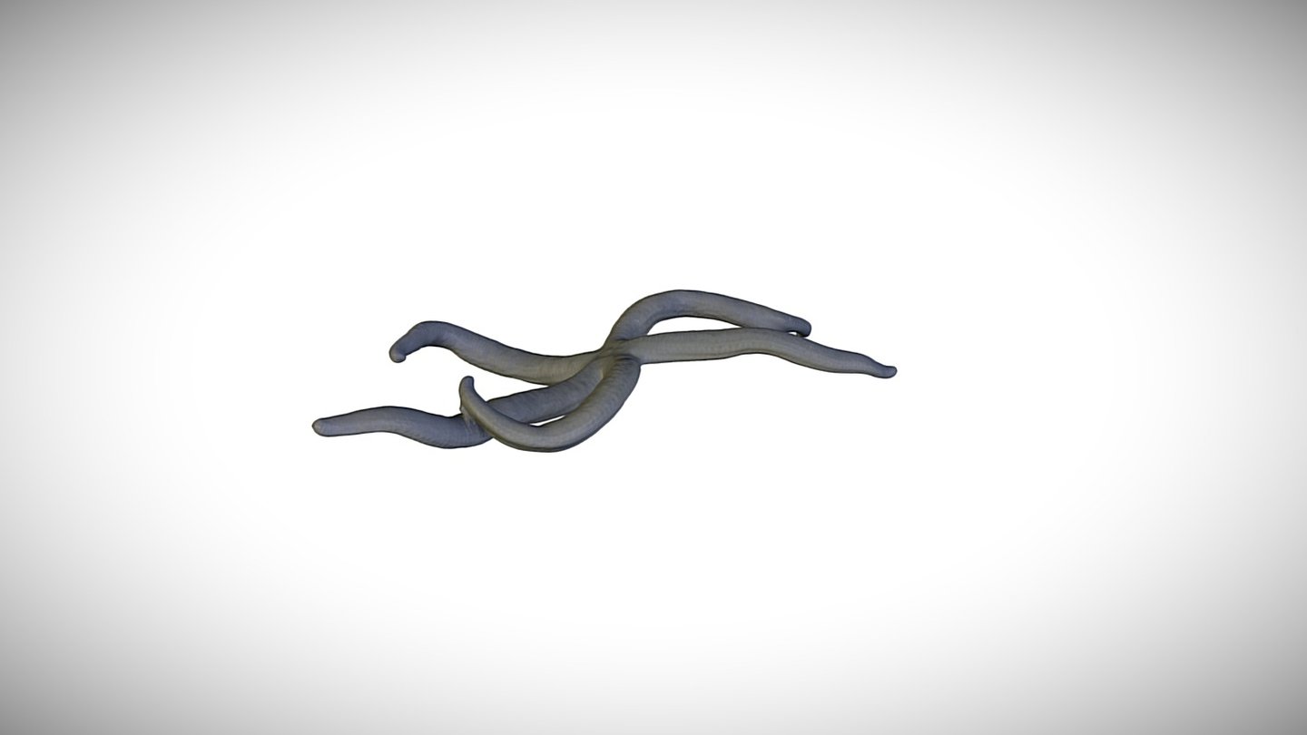 Linckia laevigata / CASIZ 117058 - 3D model by California Academy of ...