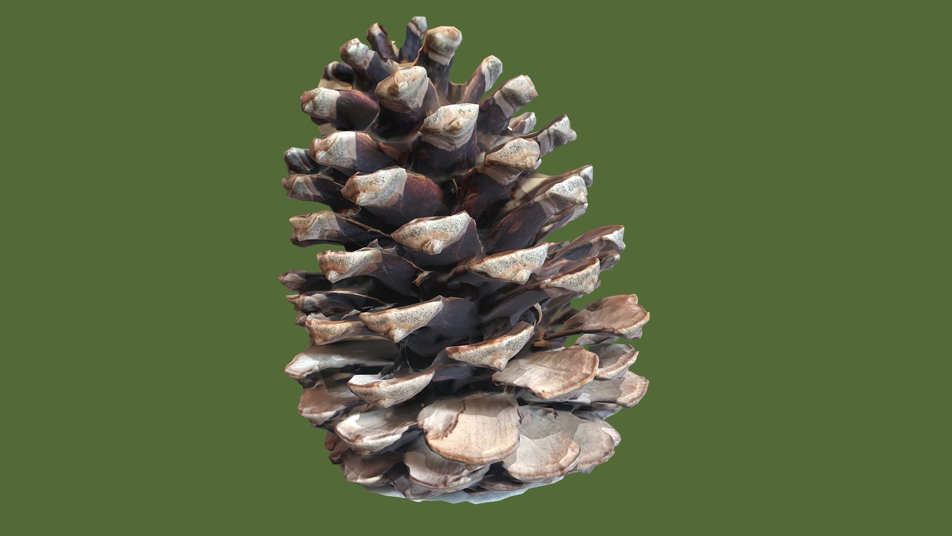 POMME DE PIN - Download Free 3D model by Taniajune [37777cc] - Sketchfab