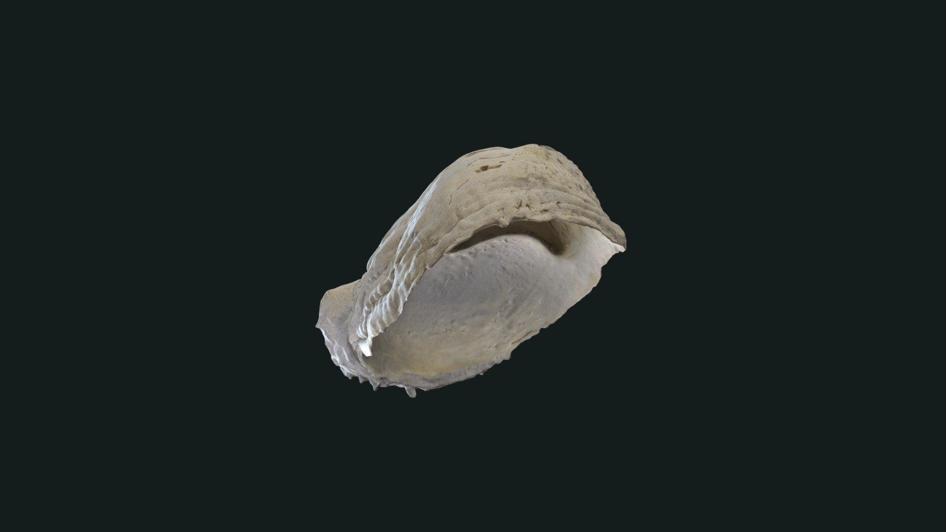 Crepidula aculeata - Download Free 3D model by Shellie Luallin ...