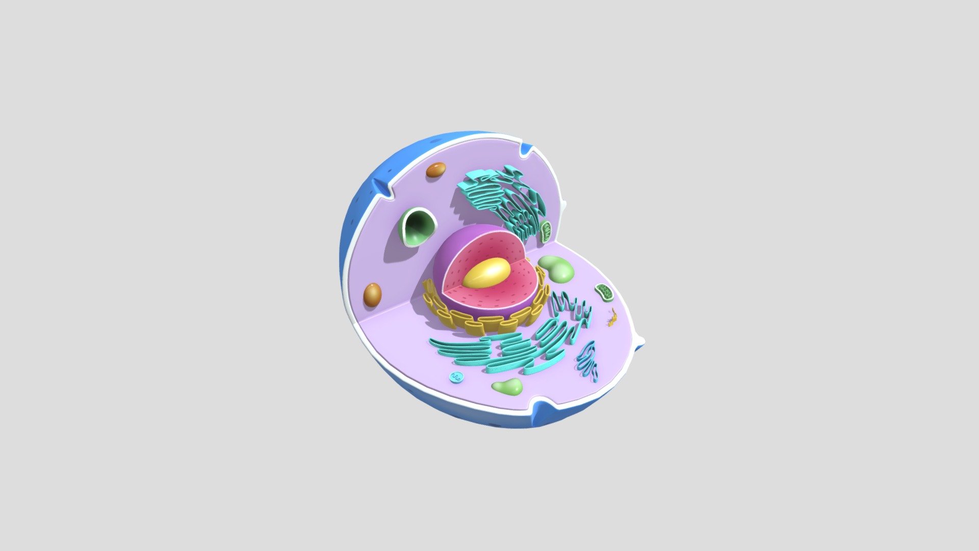 Cellula - 3D model by melissa.tonetti1 [377a636] - Sketchfab