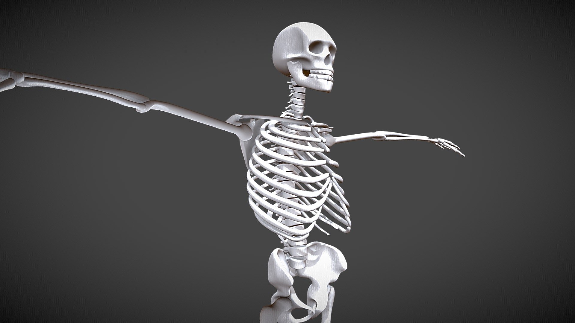Human Skeleton - 3D model by Kevin Lee (@geonhee) [377ae5e] - Sketchfab