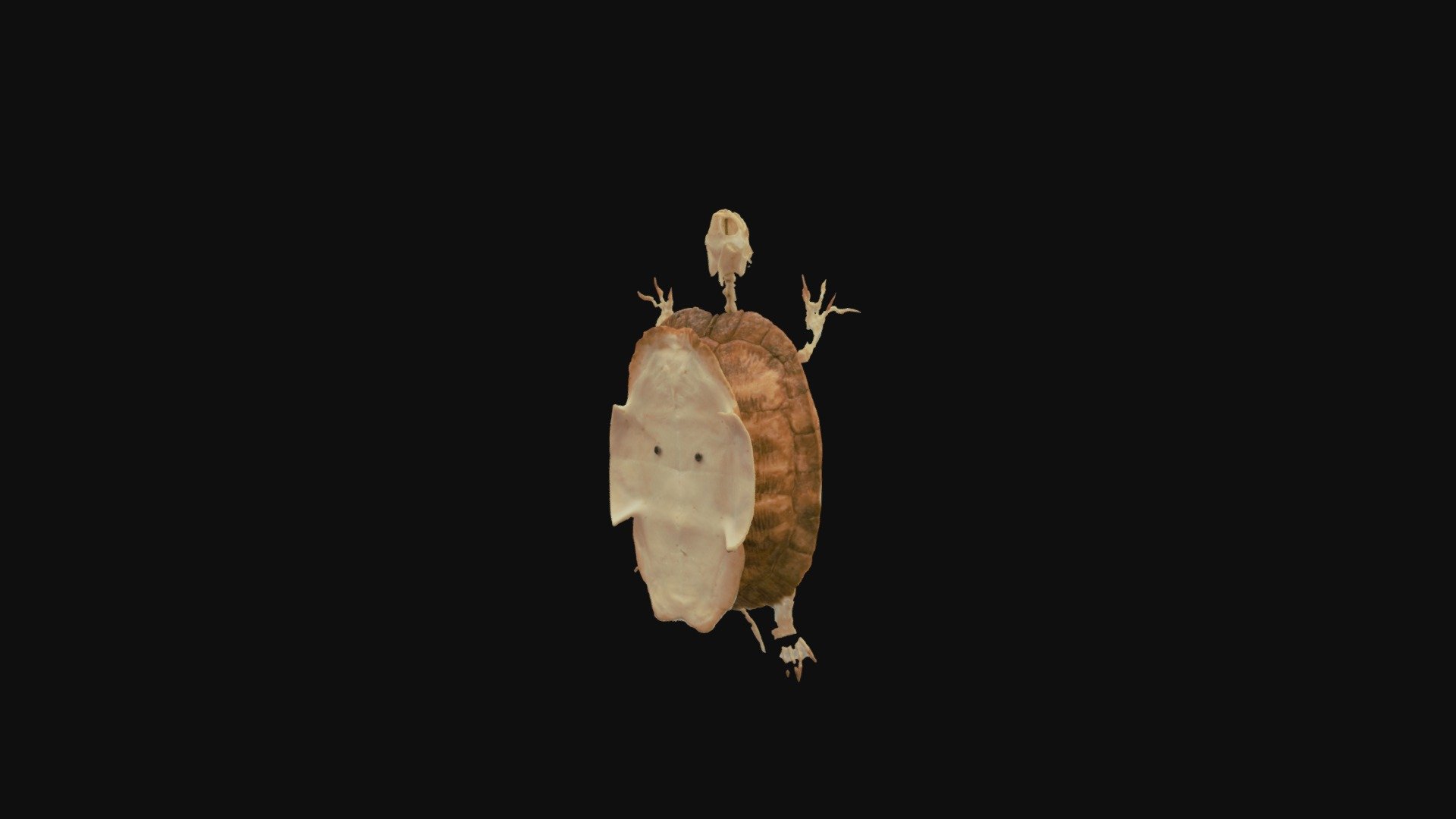 Turtle Skeleton - 3D model by Youbie's Collection (@dhutchinson22 ...