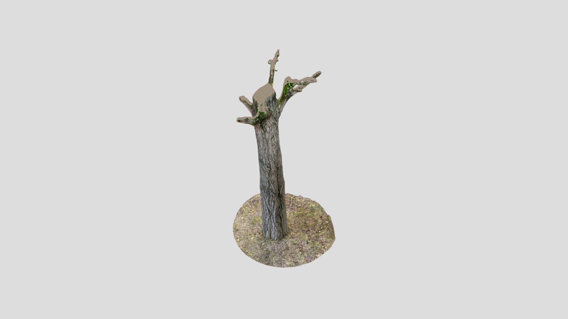 Test scan of a tree - 3D model by abauntz [377ec27] - Sketchfab