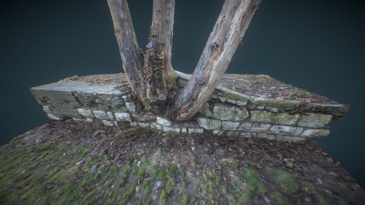 Roots 3D models - Sketchfab