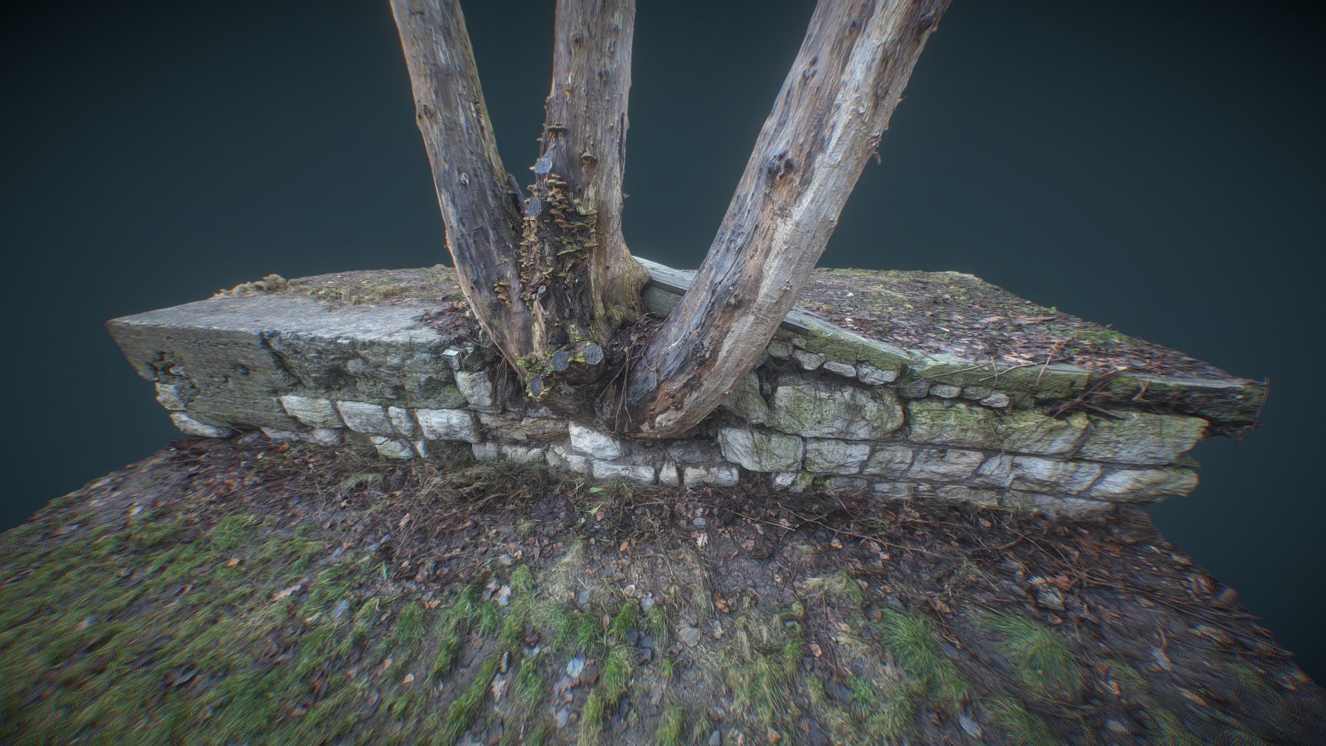 Tree roots scan (High poly) - Buy Royalty Free 3D model by POINTERBOY ...