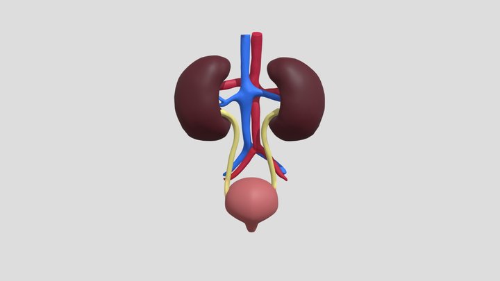 Urinary-system 3D models - Sketchfab